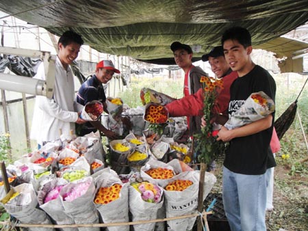 Bahong Flower Farm In Baguio | Best Flower Site