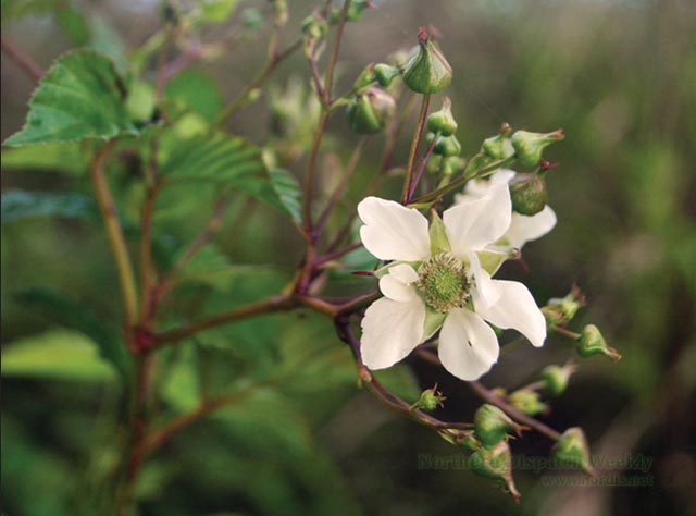 Northern Dispatch | Diaries From The Field: Living in different timelines