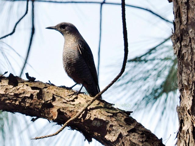 Northern Dispatch | The birds of Bakakeng, Baguio
