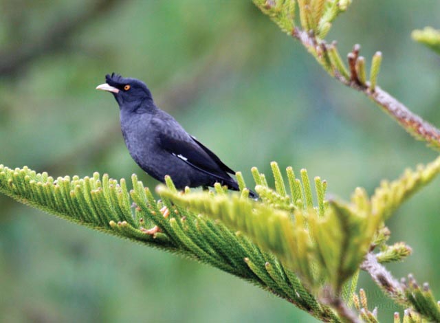 Northern Dispatch | The birds of Bakakeng, Baguio