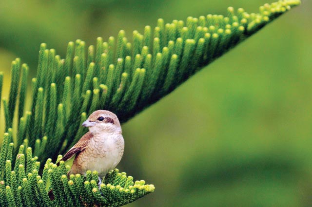 Northern Dispatch | The birds of Bakakeng, Baguio