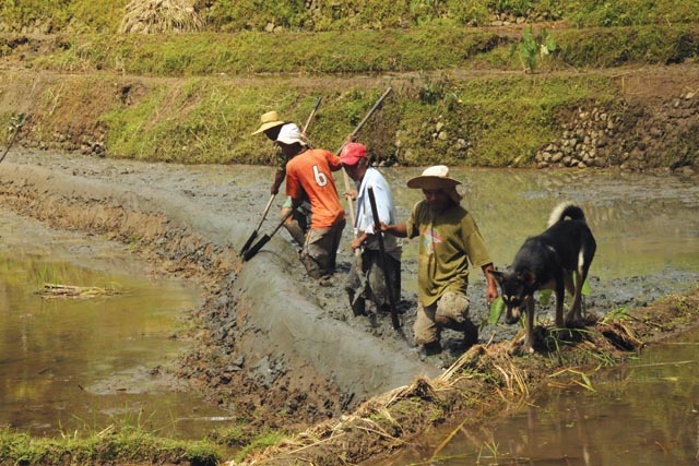 Northern Dispatch | Visiting the “resting” Kiangan rice terraces
